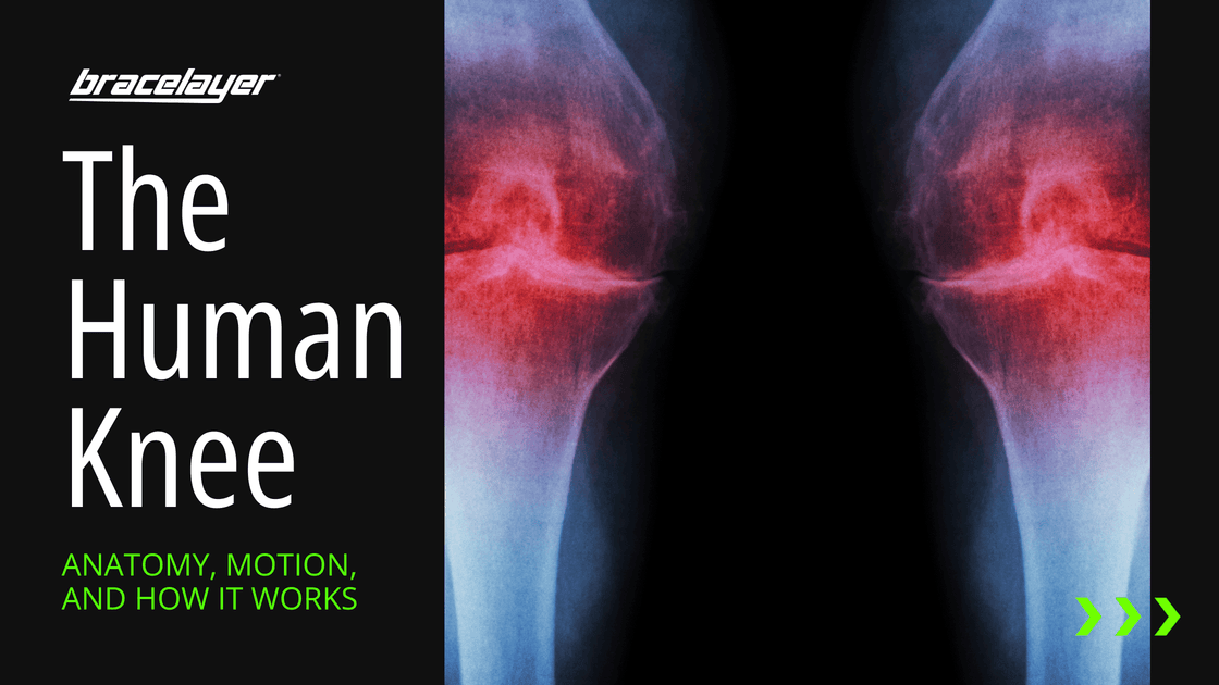 The Human Knee: Anatomy, Motion, and How It Works